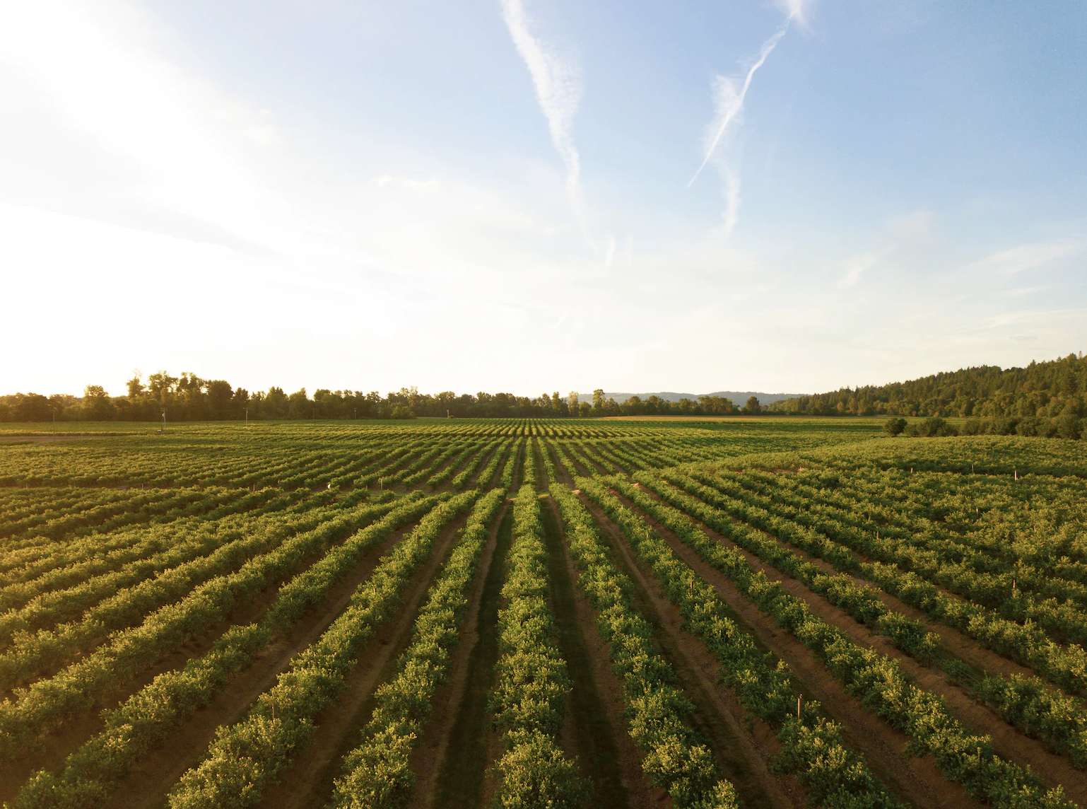 Preparing Land for Planting | Tips to Prepare Lands for Agriculture ...