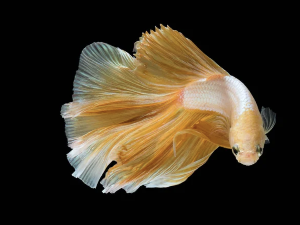 Comprehensive Guide to Betta Elephant Ear Care: Maintaining Healthy ...
